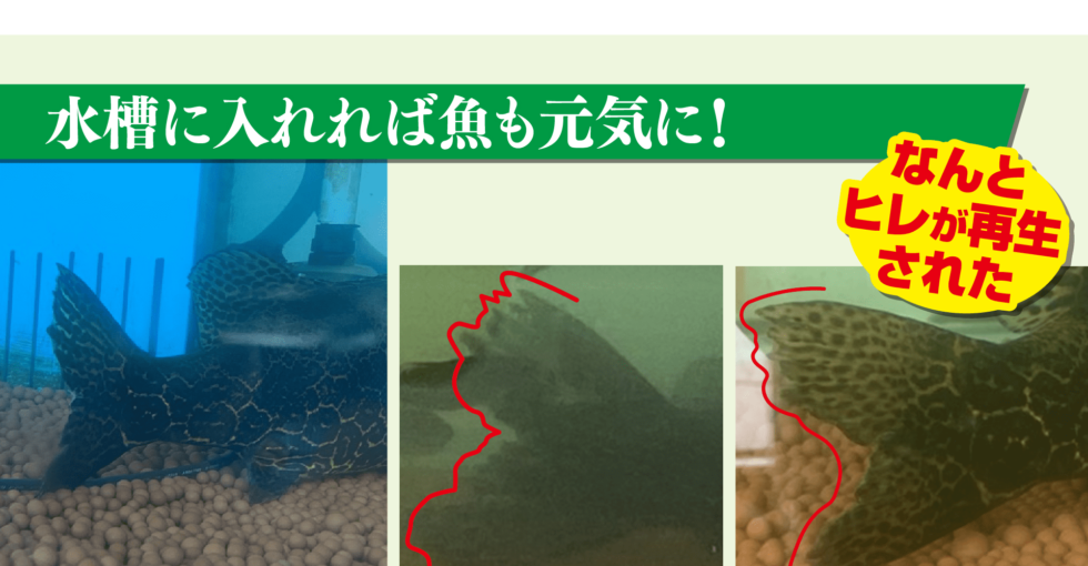 臭い大量の藻の対策、水質改善を図る超浄水セラミックの紹介｜MTA合金株式会社